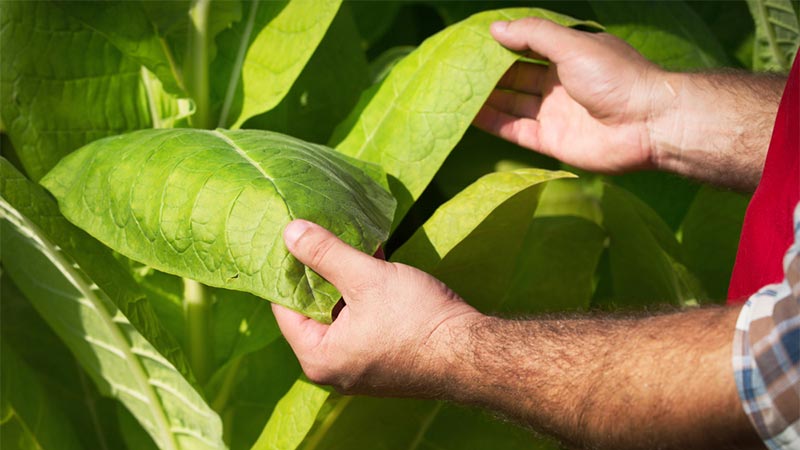 Tipuri de tutun pentru rulat: Caracteristici, diferente, recomandari